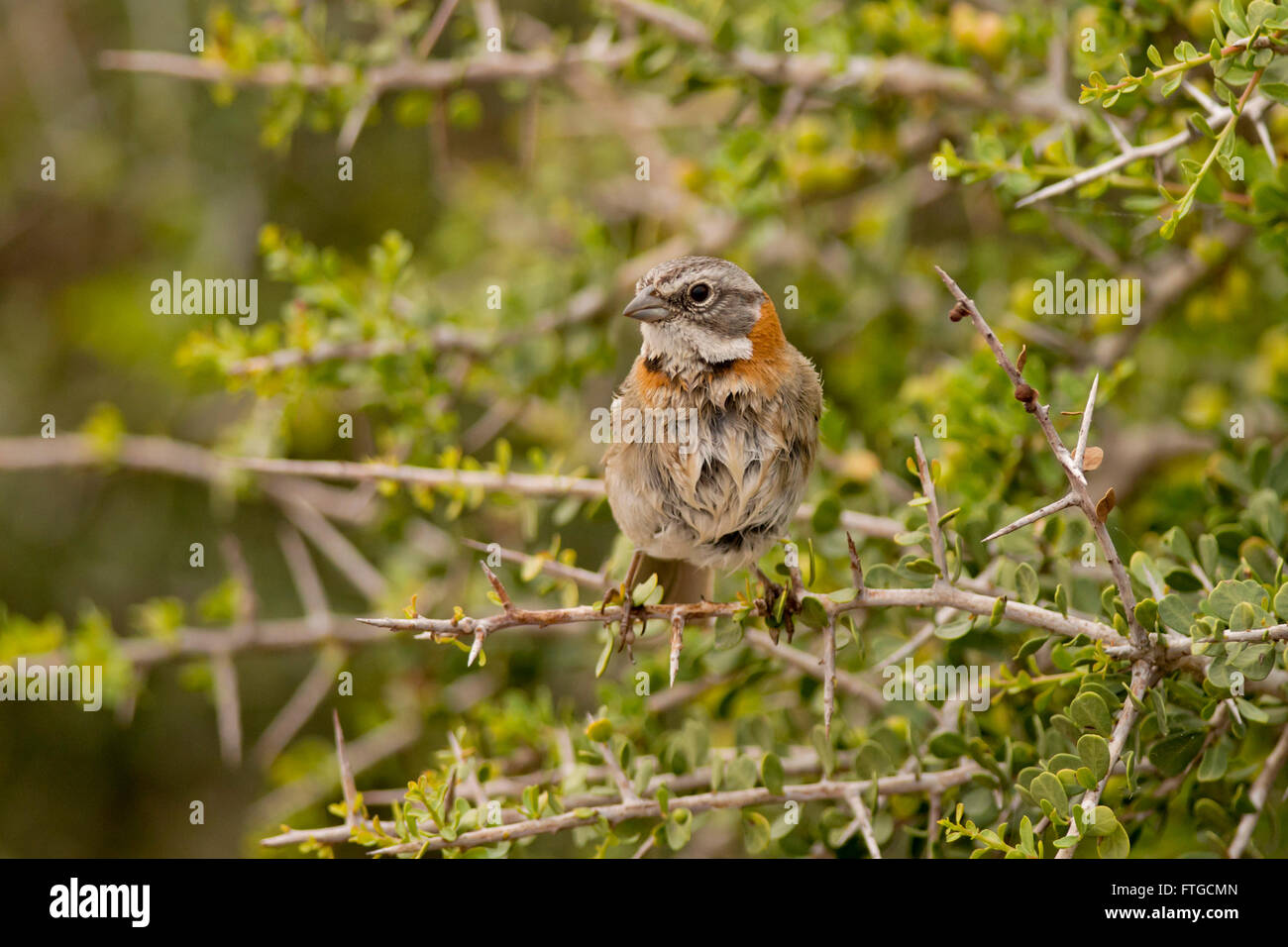 Rufous-collared sparrow, typical of South America, also called chingolo ...