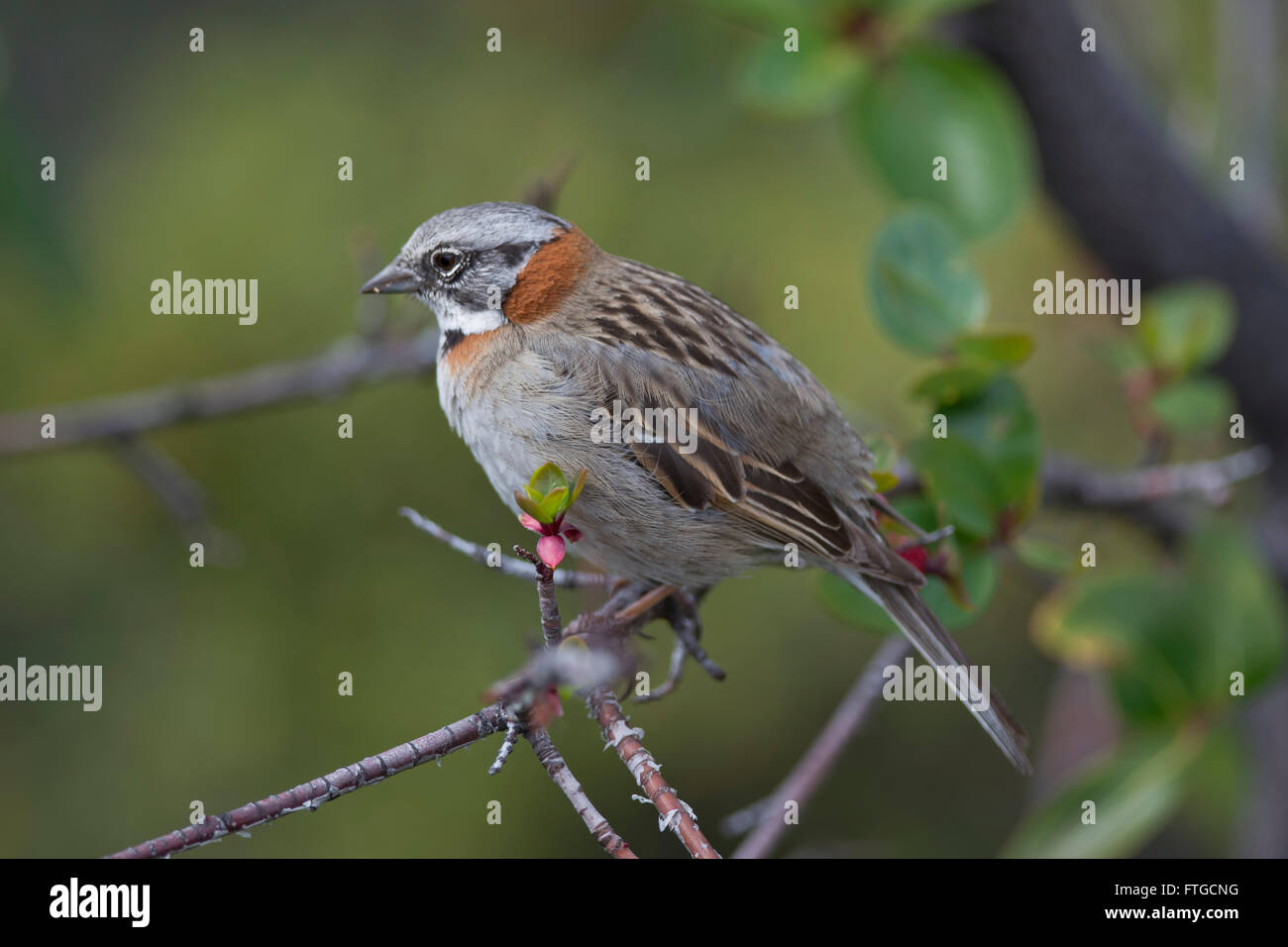 Rufous-collared sparrow, typical of South America, also called chingolo ...