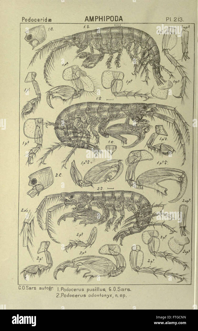 A scientific illustration of Norwegian crustaceans, detailing ...