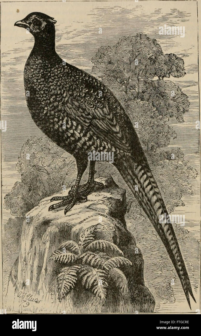 This *Key to North American Birds* provides a complete guide to bird ...