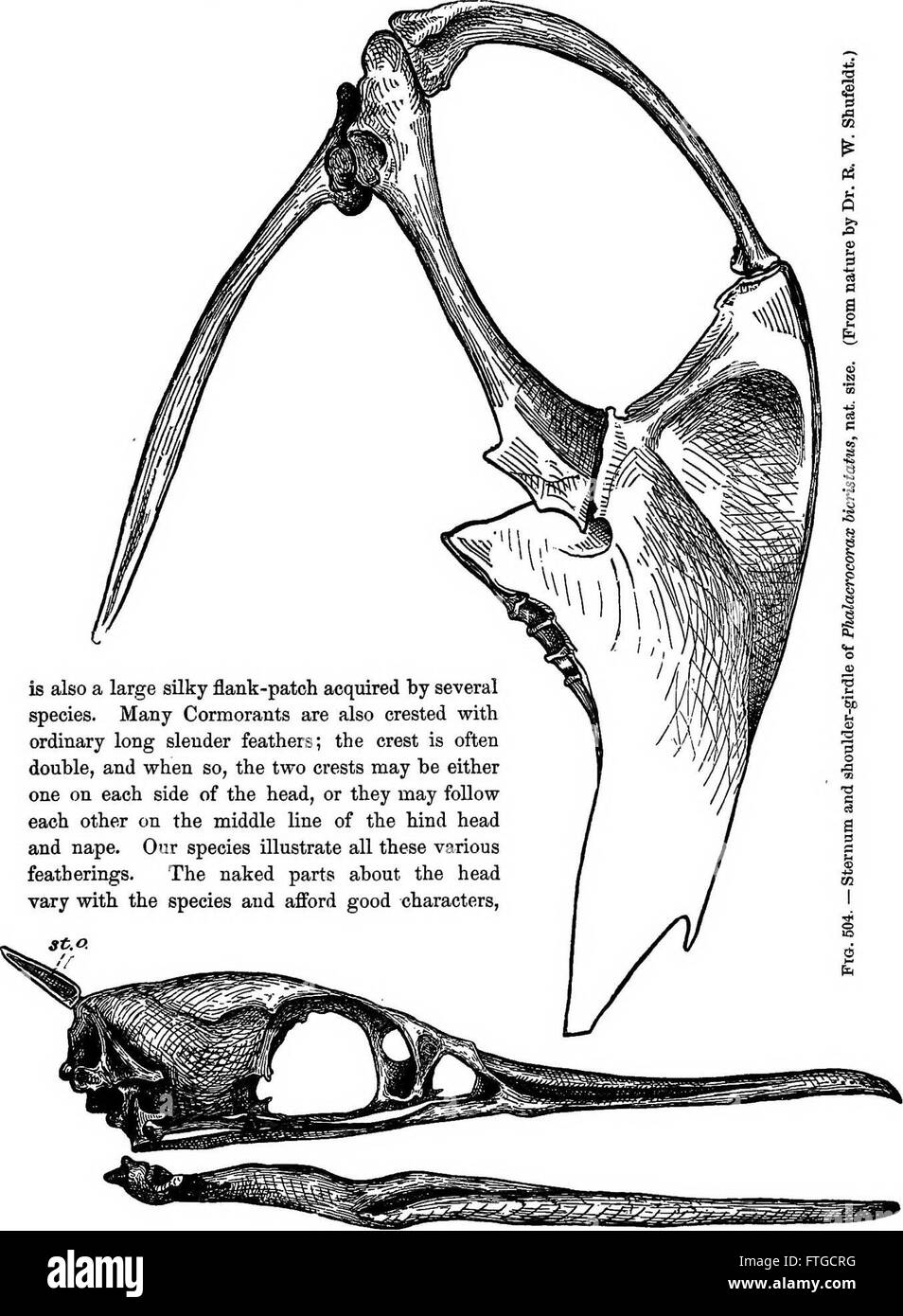 Birds living Black and White Stock Photos & Images - Alamy