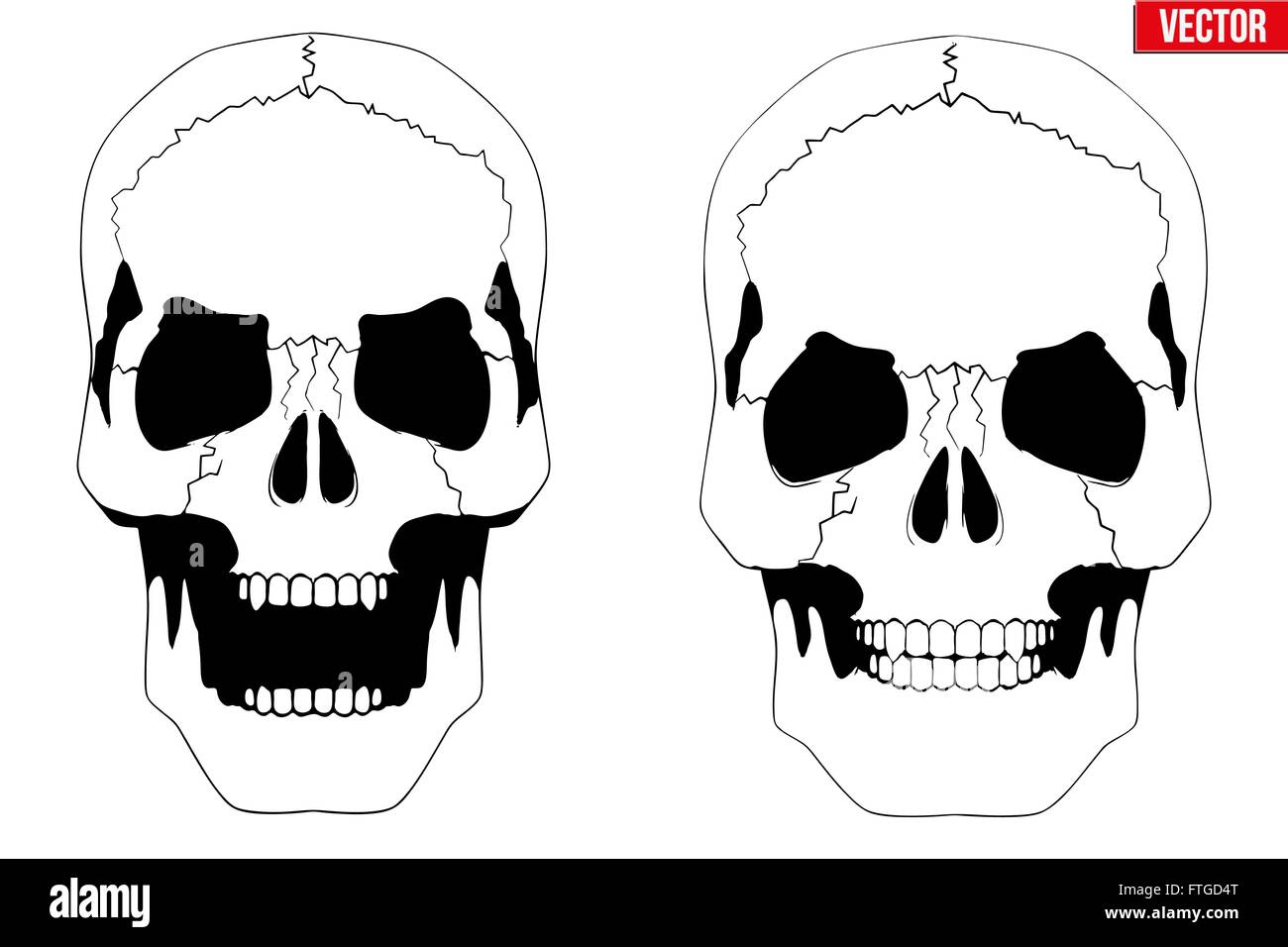 Human skull open mouth hi-res stock photography and images - Alamy