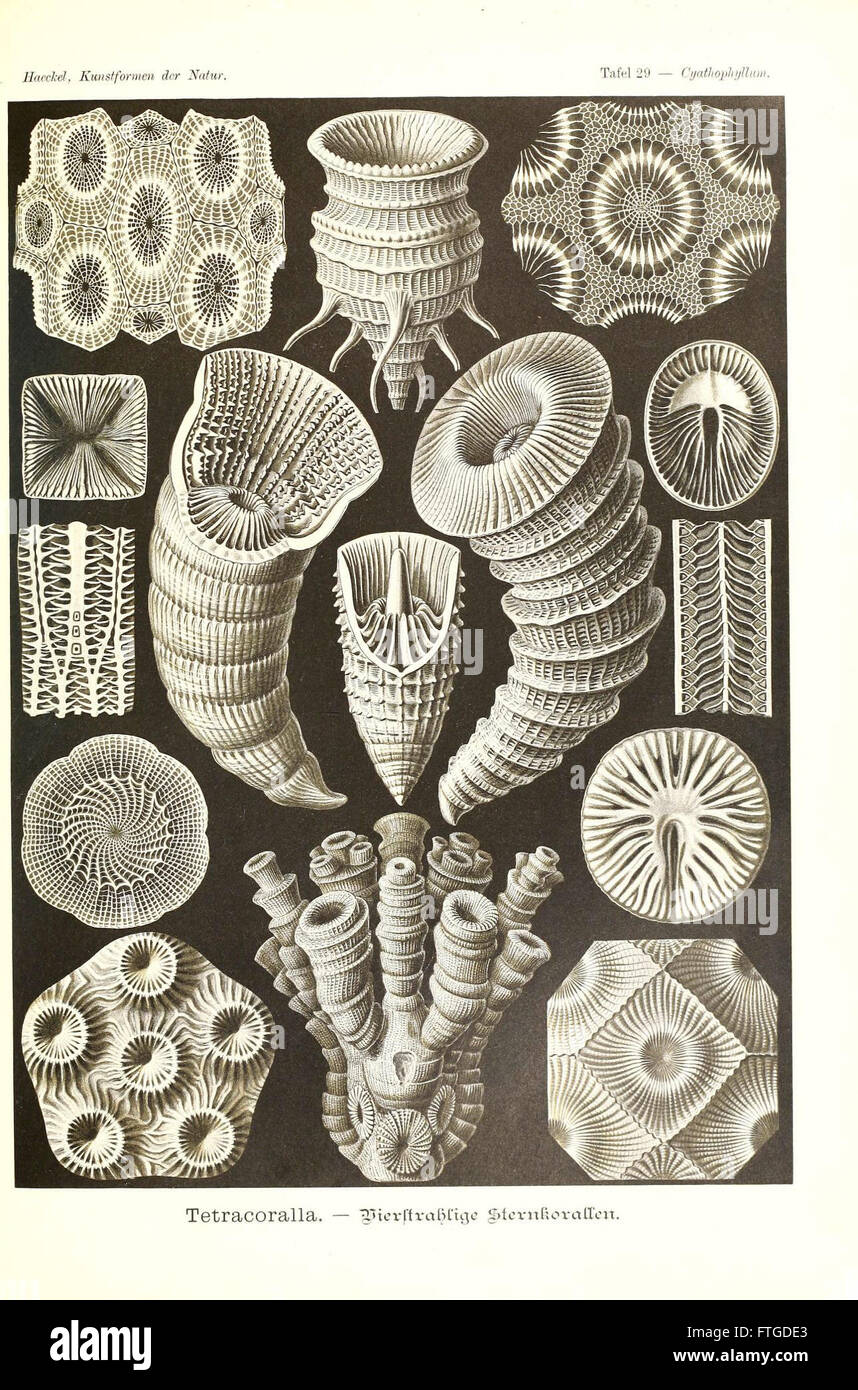 A plate from Ernst Haeckel's 'Kunstformen der Natur,' illustrating ...