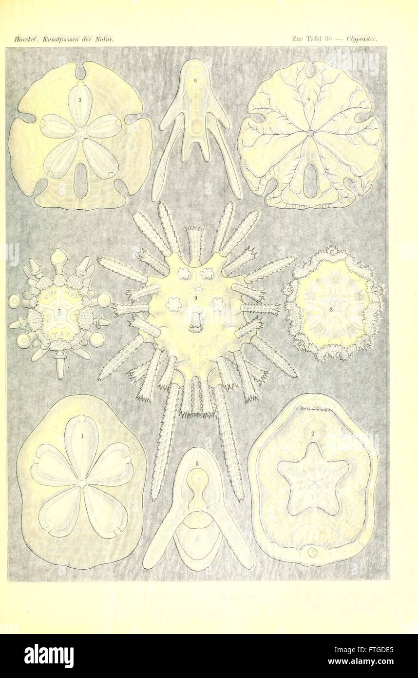 An illustration from *Kunstformen der Natur*, a work by Ernst Haeckel ...