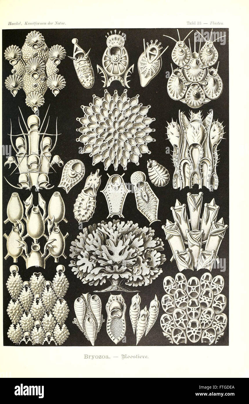 This plate from *Kunstformen der Natur* illustrates the natural forms ...