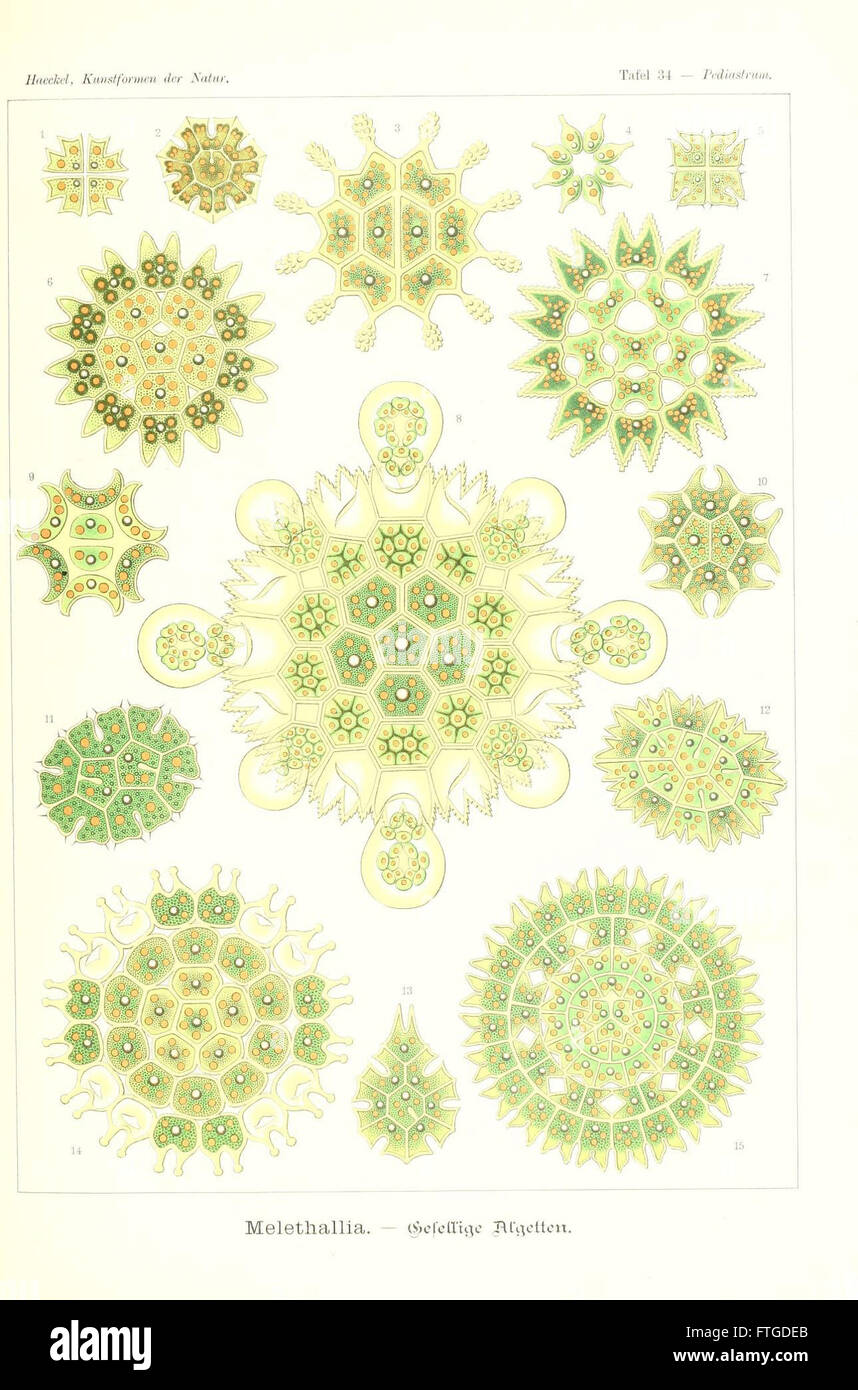 Kunstformen der Natur (Art Forms of Nature) is an illustrated work by ...