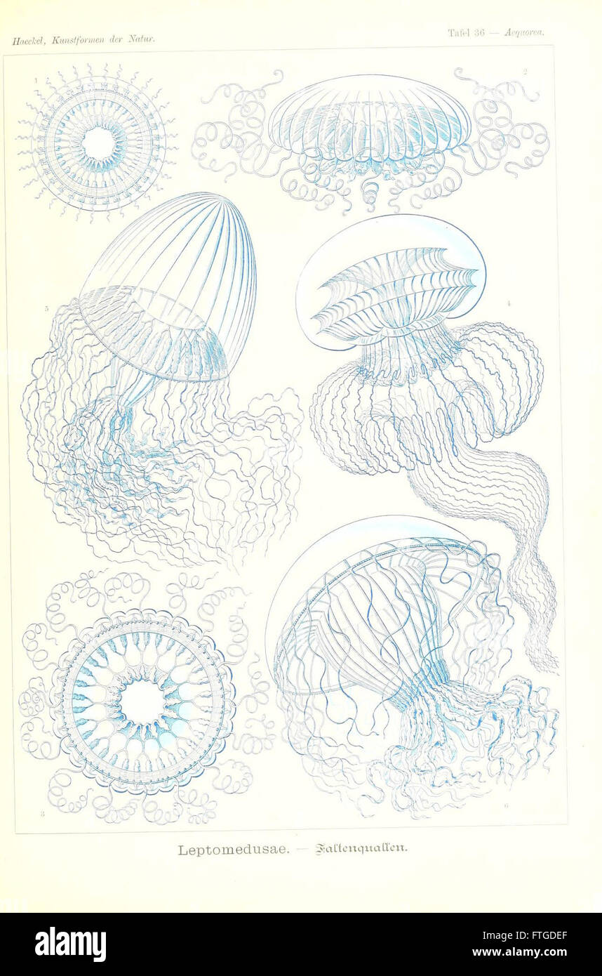 Kunstformen der Natur (Plate 36) is part of Ernst Haeckel's 1904 ...
