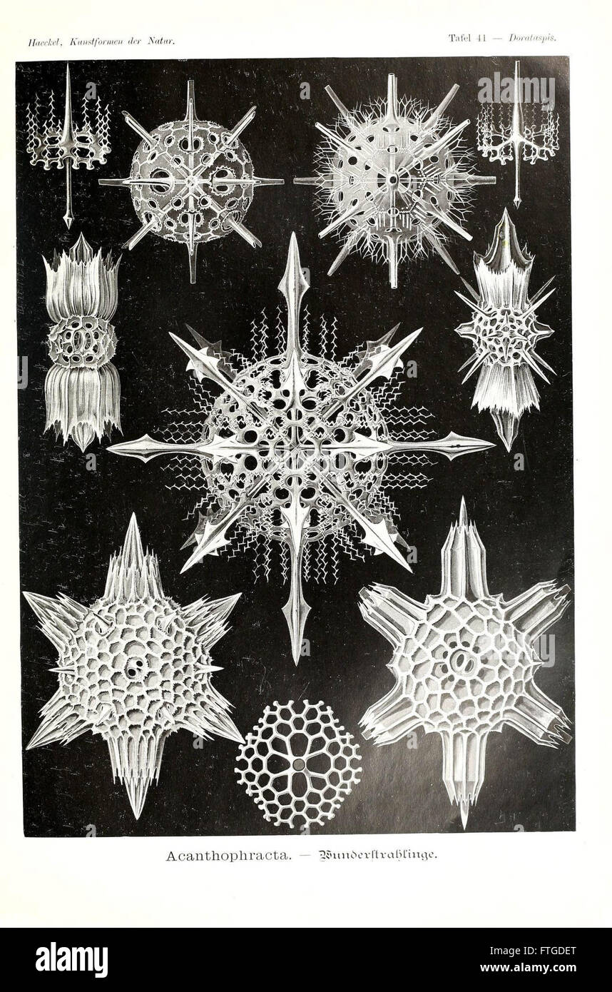 A scientific illustration from Ernst Haeckel’s 'Kunstformen der Natur ...