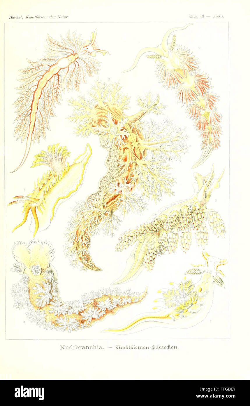 Art ernst haeckel drawings hi-res stock photography and images - Alamy