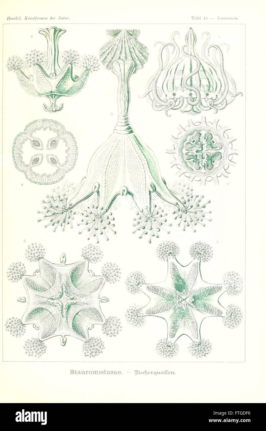 This plate from 'Kunstformen der Natur' by Ernst Haeckel (1904 ...