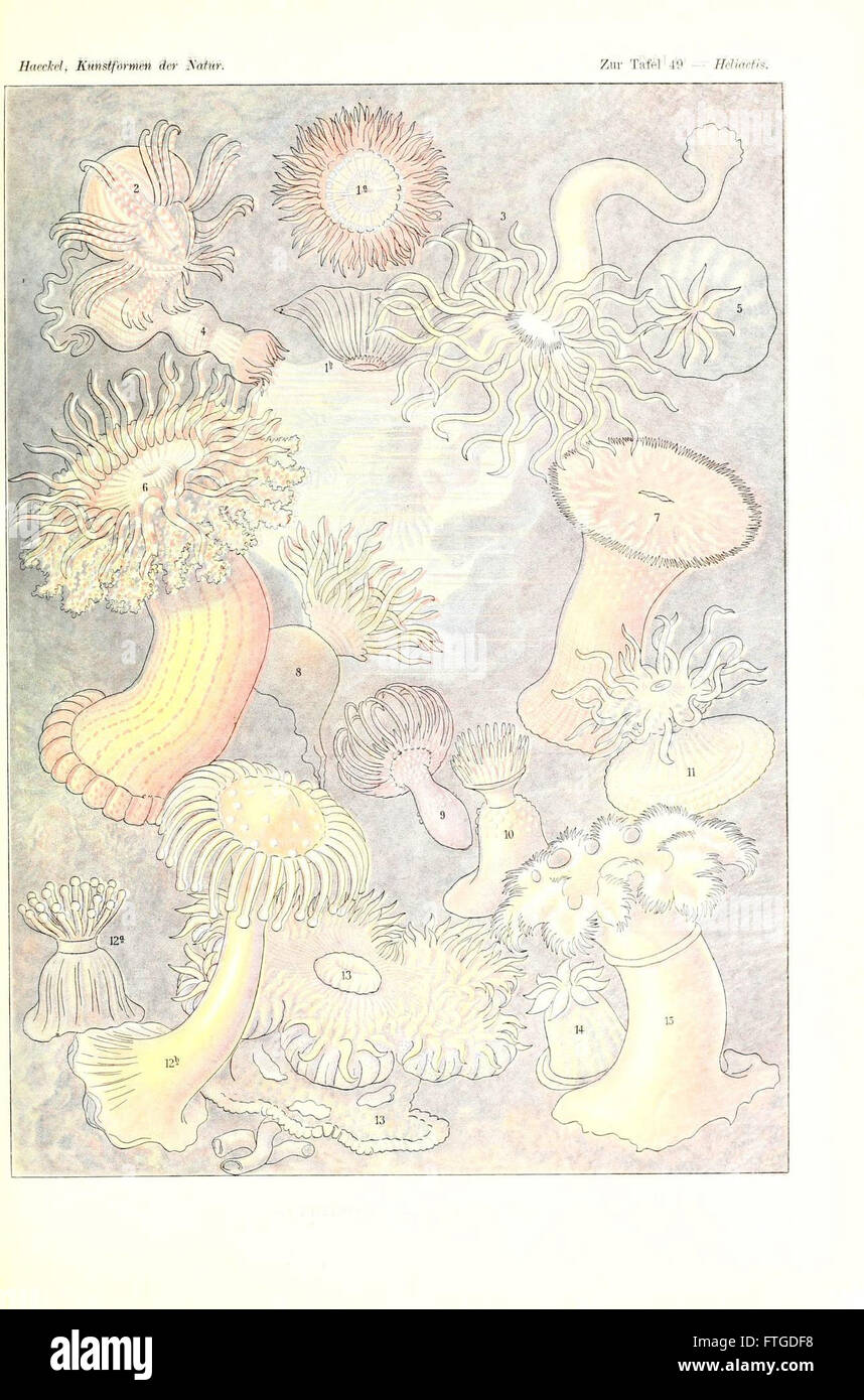 Art ernst haeckel drawings hi-res stock photography and images - Alamy
