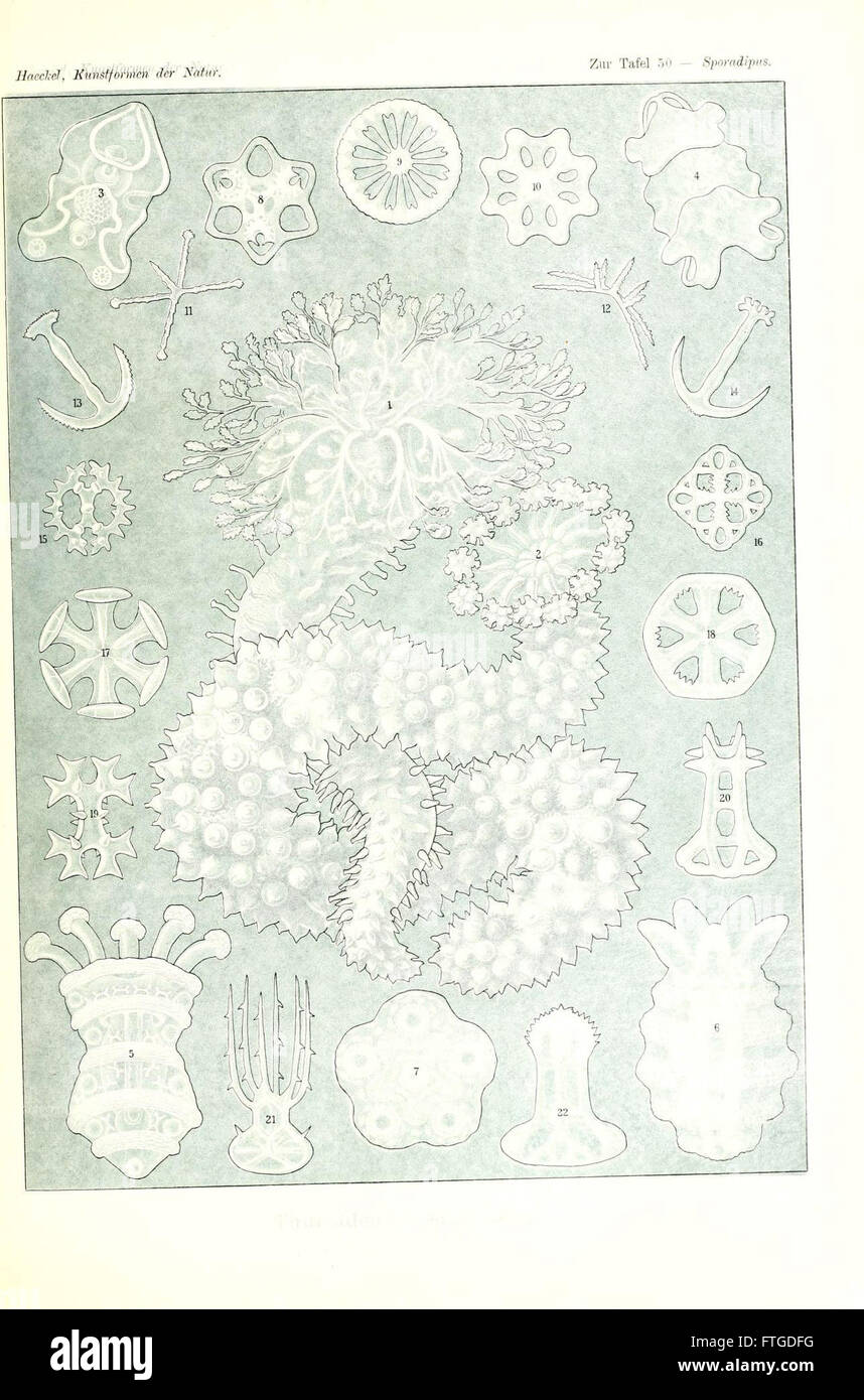 A detailed depiction from Ernst Haeckel’s 'Kunstformen der Natur ...