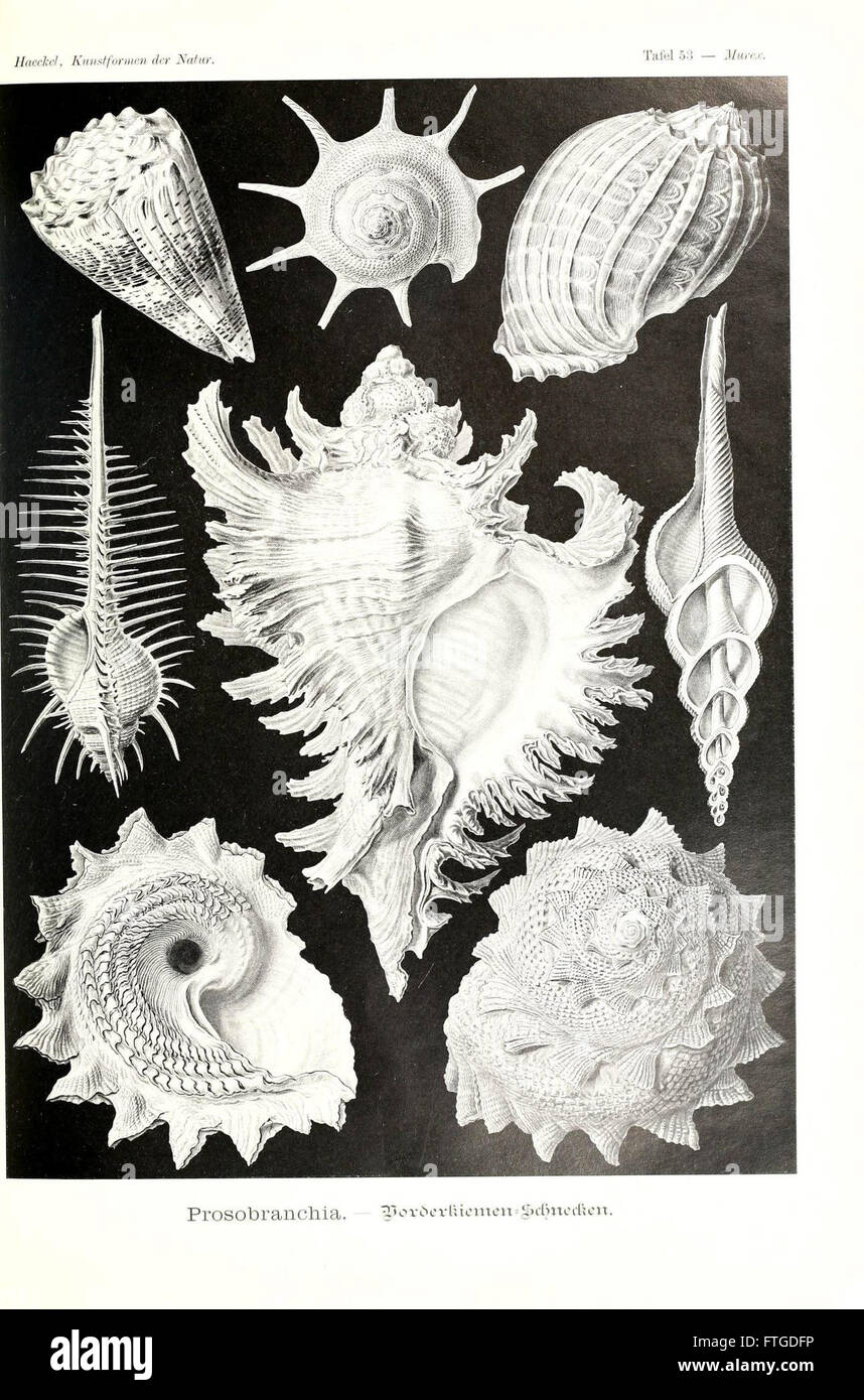 *Kunstformen der Natur* (Plate 53) is part of Ernst Haeckel's series of ...