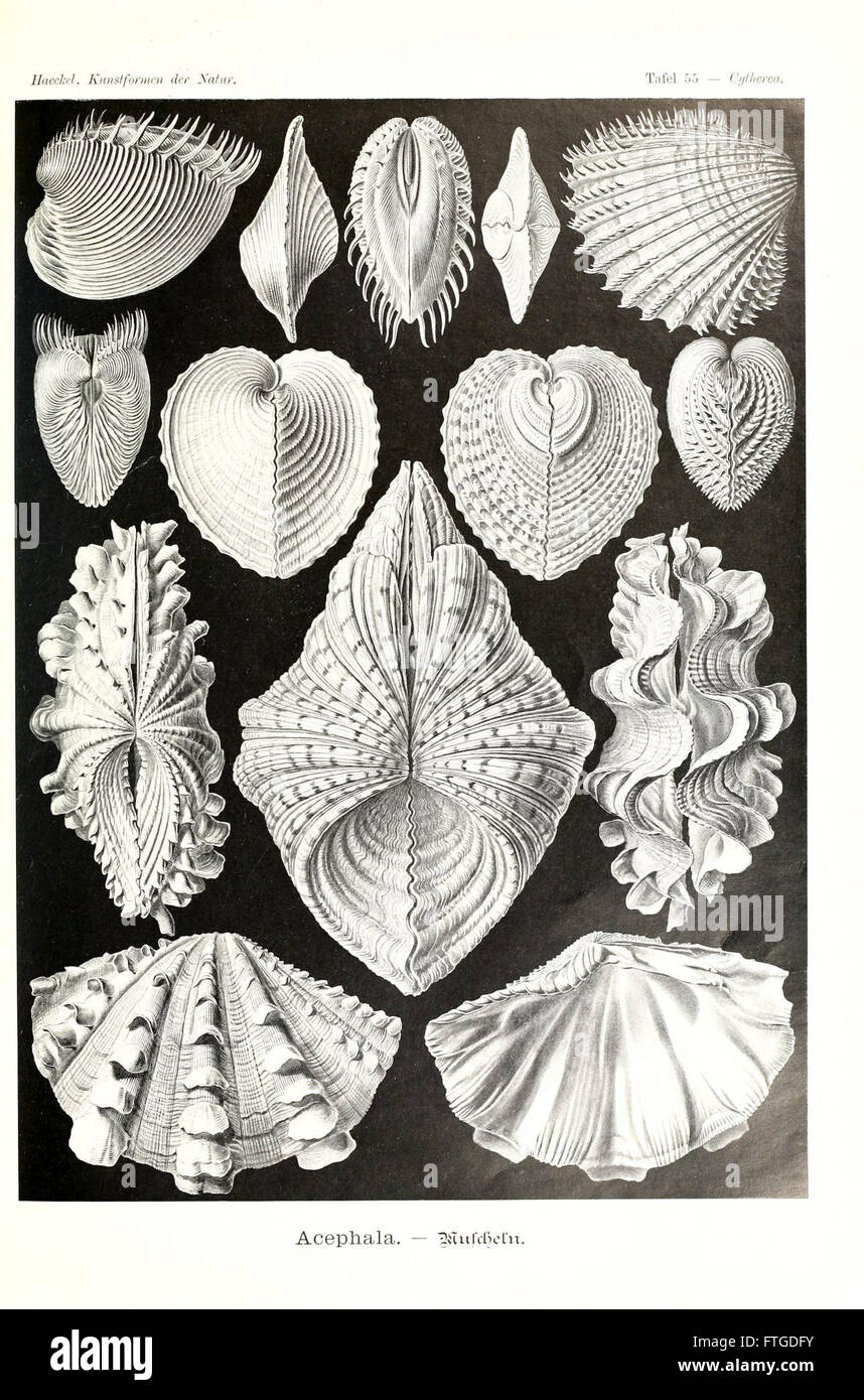 Kunstformen der Natur (Tafel 55 Stock Photo - Alamy