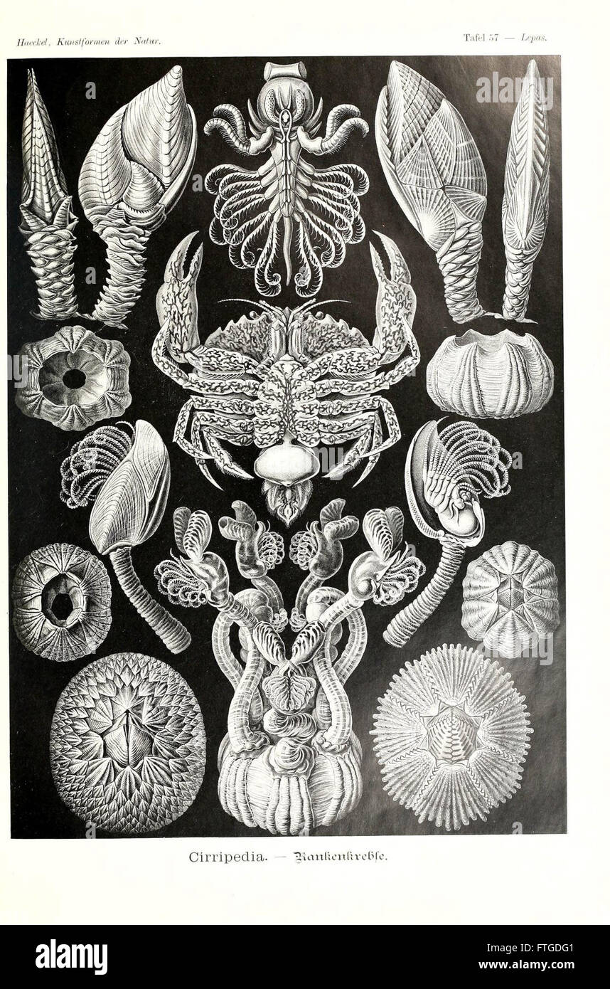 A 1904 work by Ernst Haeckel showcasing intricate illustrations of ...