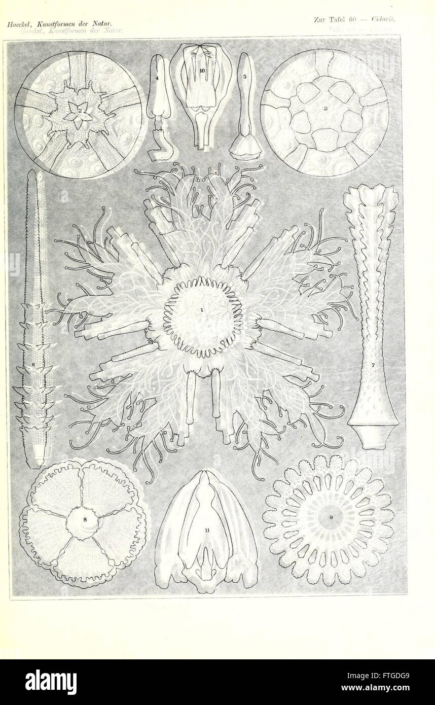 *Kunstformen der Natur* (Table 60) is an illustrated work by Ernst ...