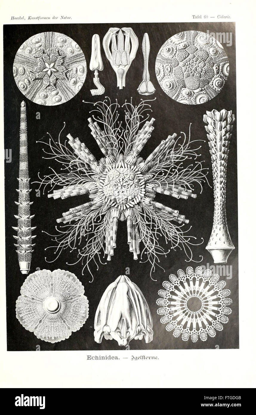 'Kunstformen der Natur' (Art Forms of Nature) features intricate ...