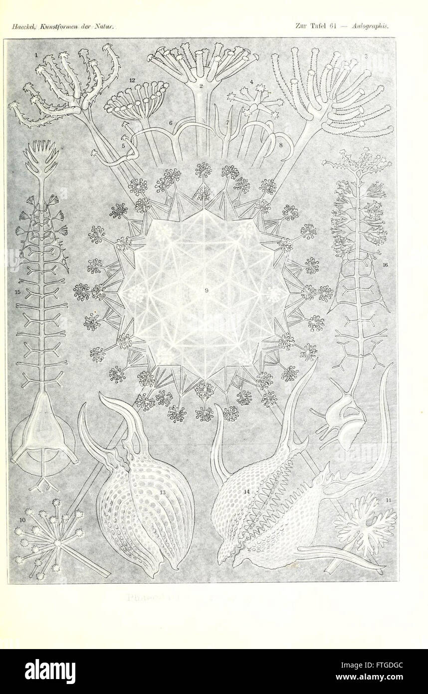 Kunstformen der Natur (Table 61) is another illustration by Ernst ...