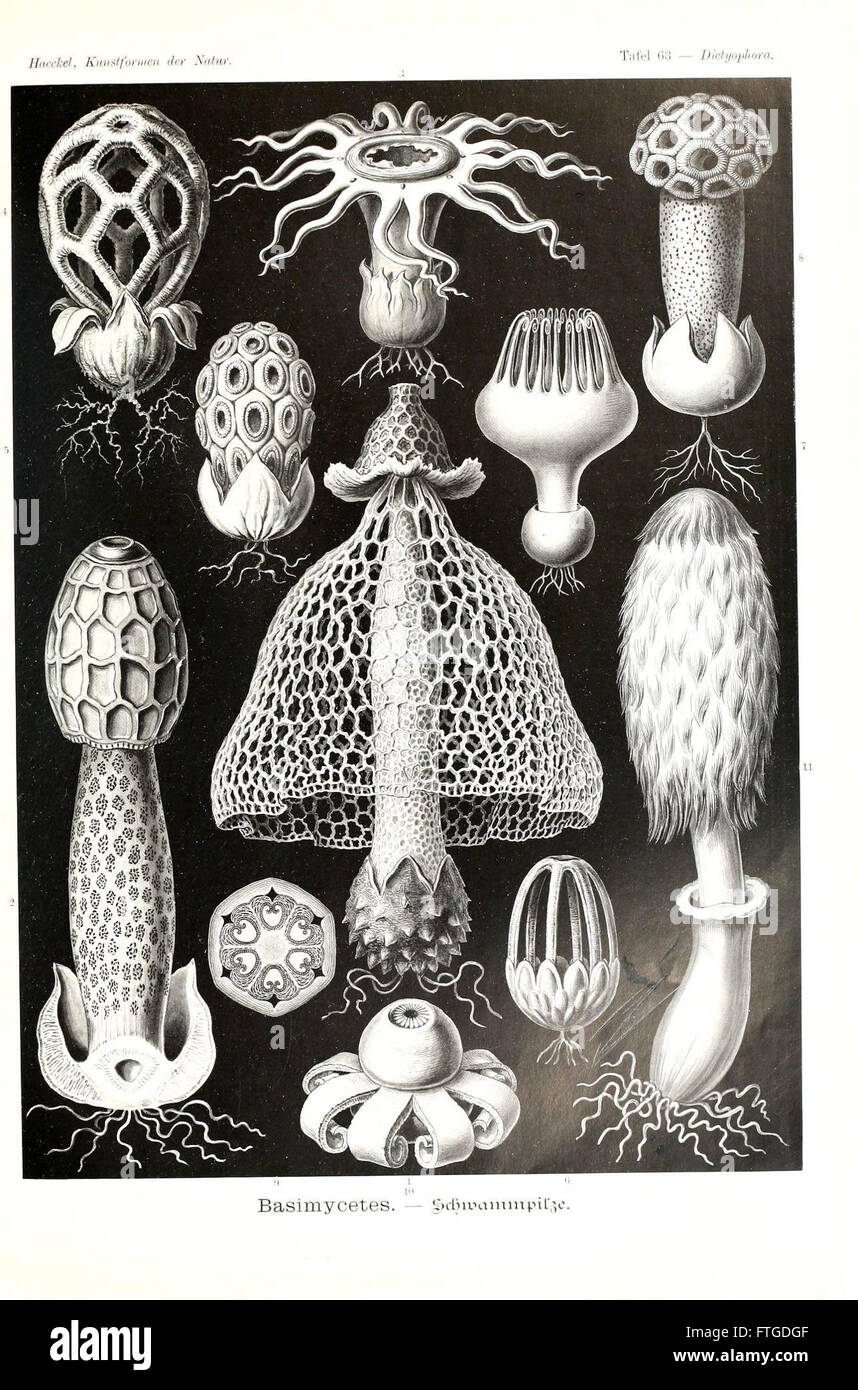 *Kunstformen der Natur* (Plate 63) by Ernst Haeckel features intricate ...
