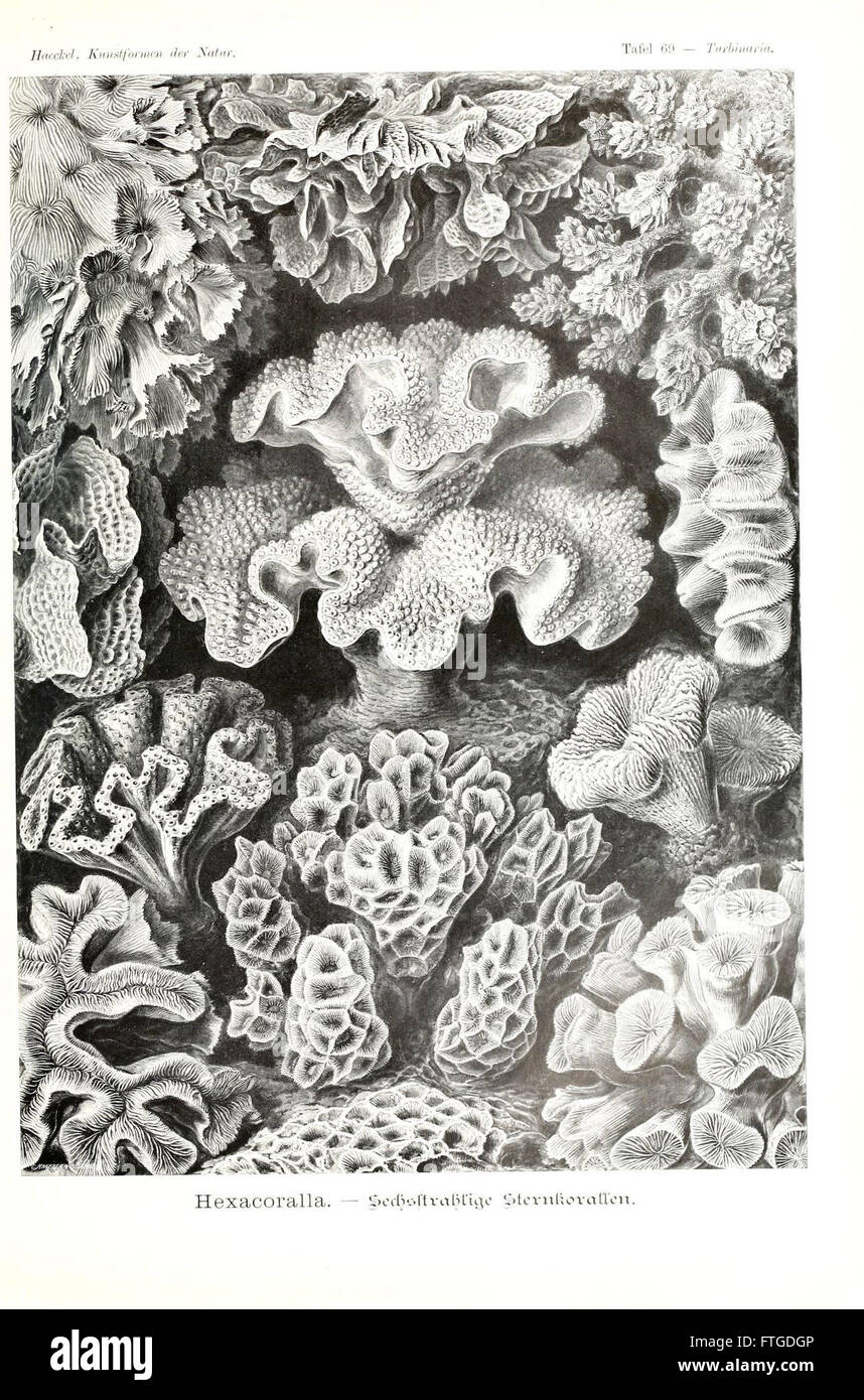 A detailed illustration from 'Kunstformen der Natur' (Forms of Nature ...