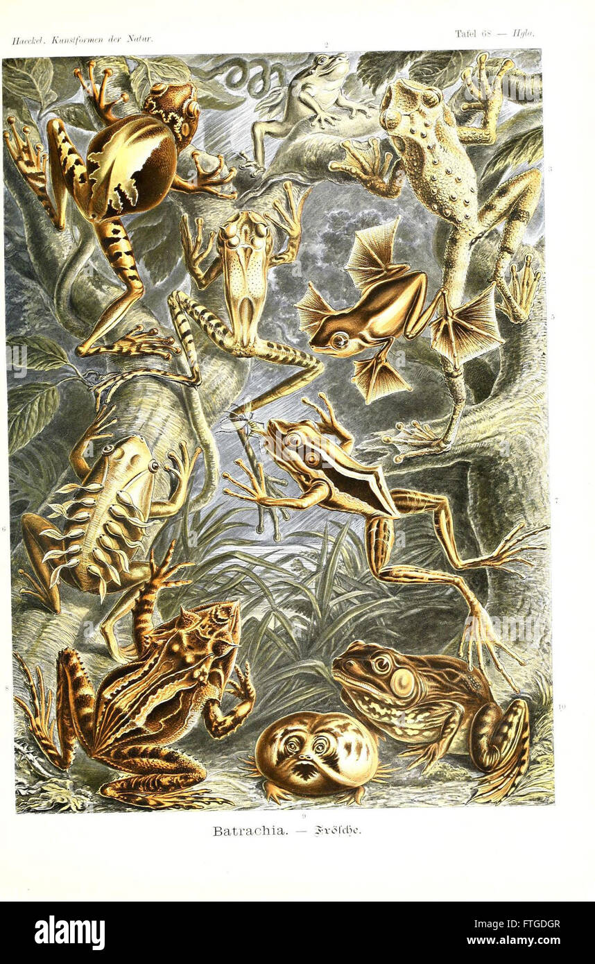*Kunstformen der Natur* (Tafel 68) by Ernst Haeckel is a scientific art ...