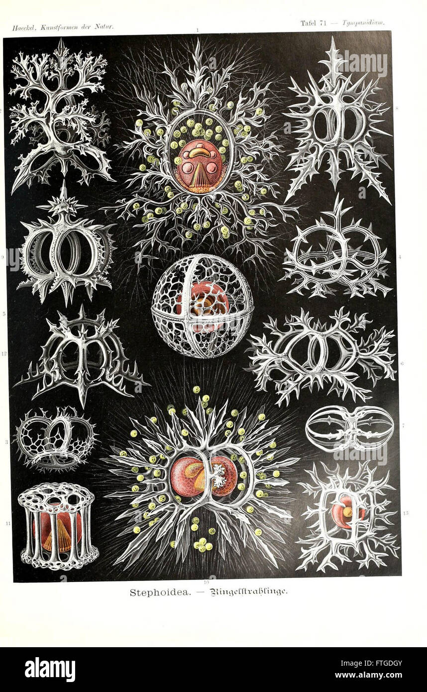 A plate from the 1904 German work 'Kunstformen der Natur' (Art Forms of ...