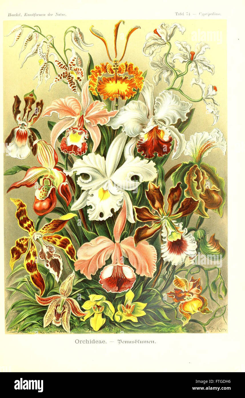 'Kunstformen der Natur' (Art Forms of Nature) showcases natural ...