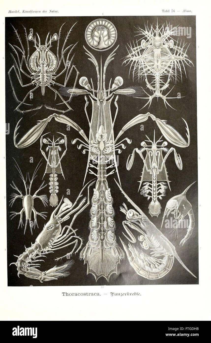 An illustration from the 'Art Forms of Nature' series, depicting ...