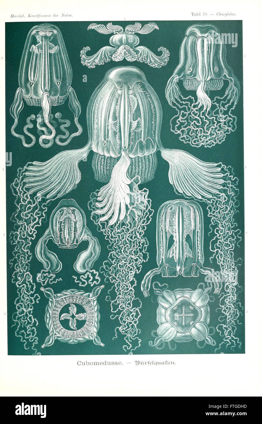 This illustration from *Kunstformen der Natur* (Forms of Nature ...