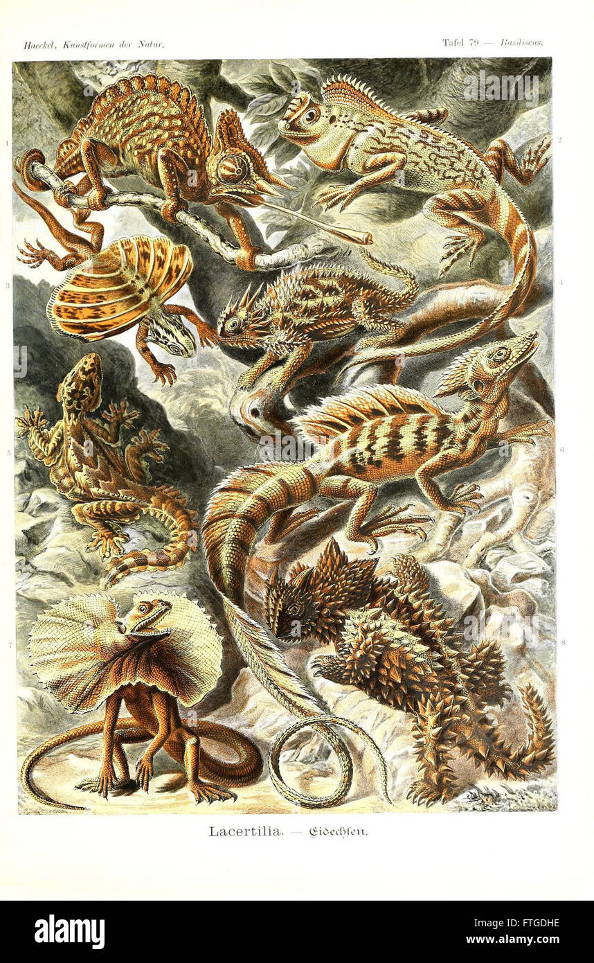 'Kunstformen der Natur' presents detailed naturalistic illustrations of ...