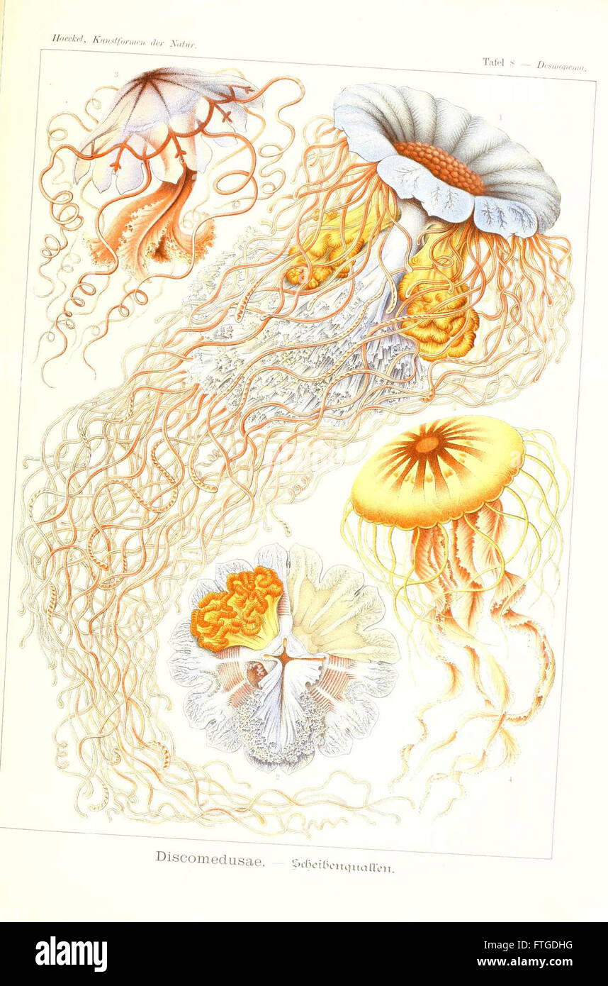 This image, from 'Kunstformen der Natur' (Art Forms of Nature ...