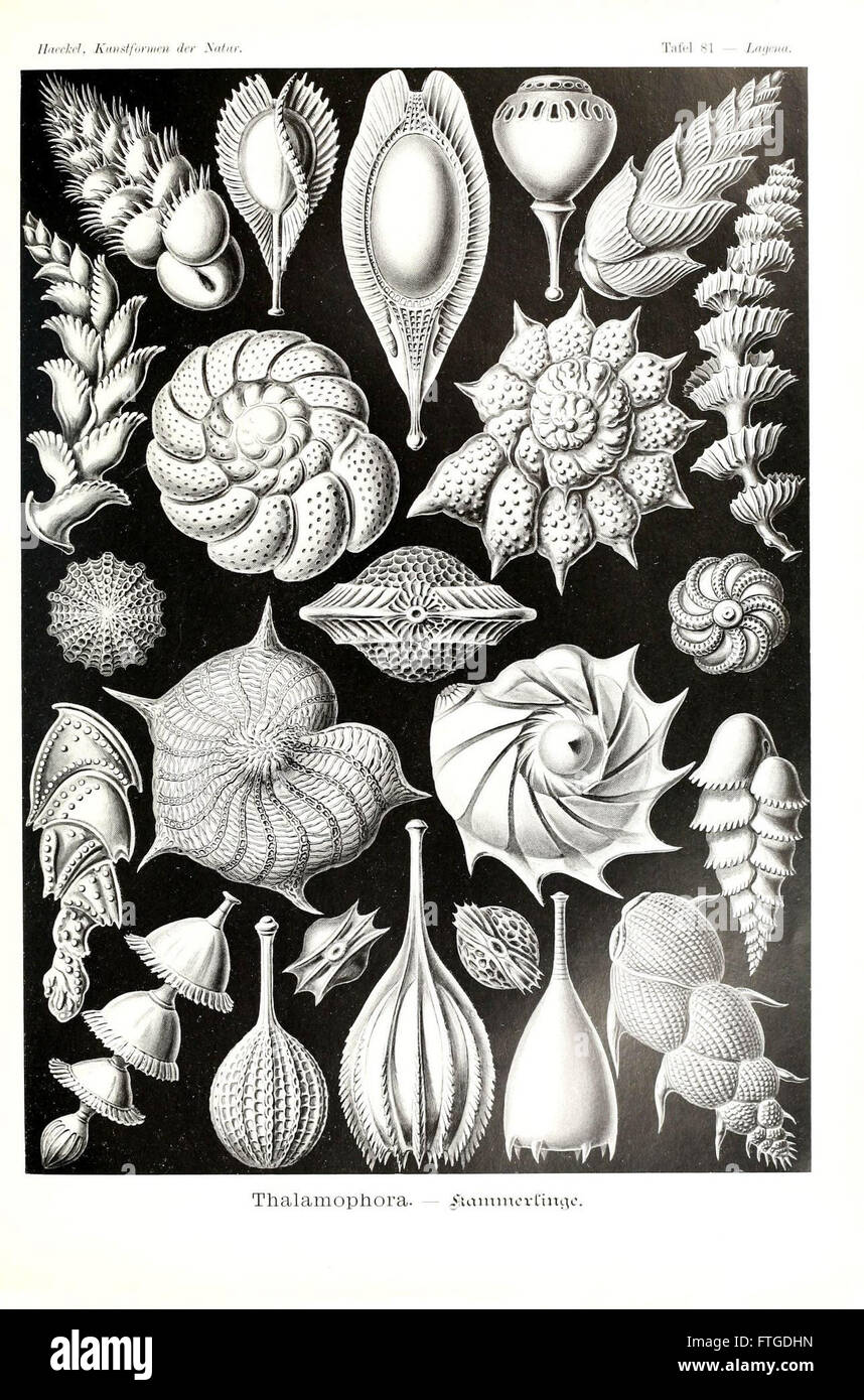 Depictions of various plant forms hi-res stock photography and images ...