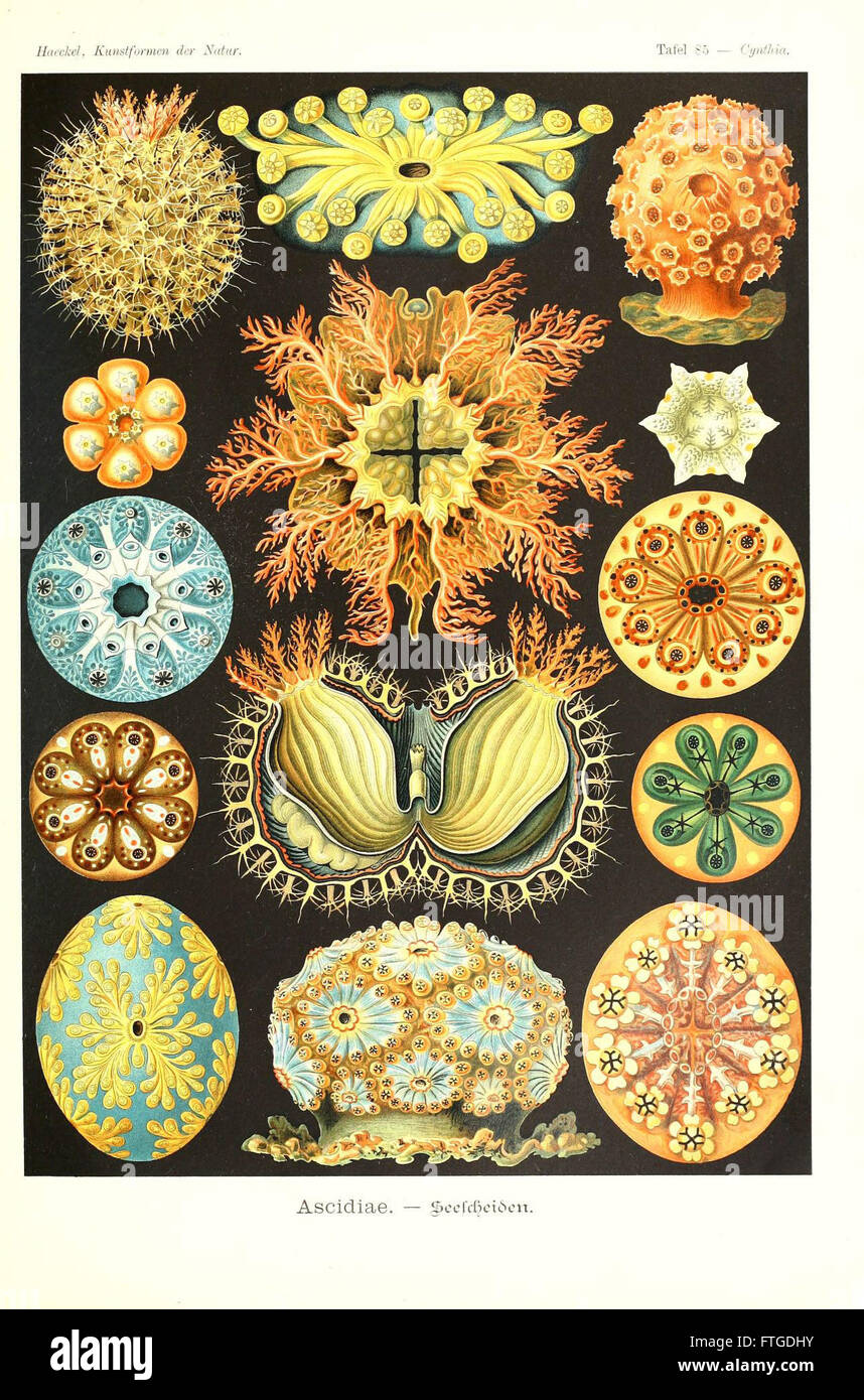Plate 85 from Ernst Haeckel's 'Kunstformen der Natur' illustrates ...