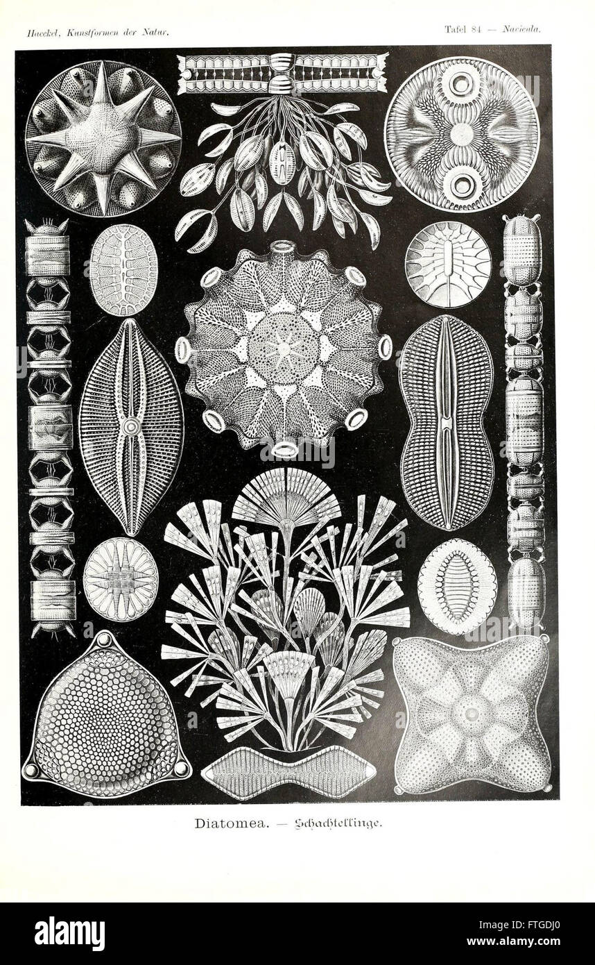 A detailed illustration from Ernst Haeckel's 'Kunstformen der Natur ...