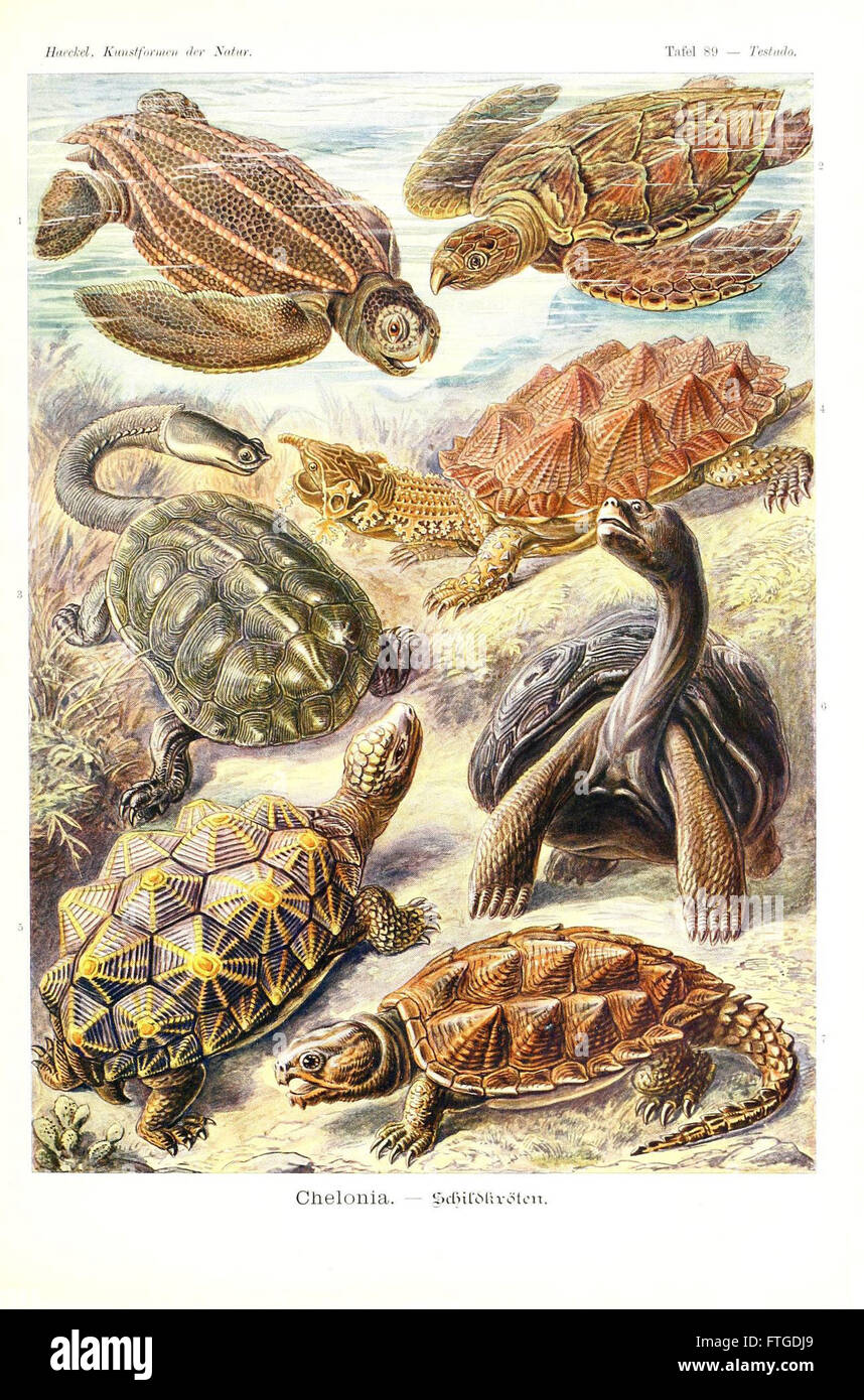 Kunstformen der Natur (Forms of Nature) is a series of detailed ...