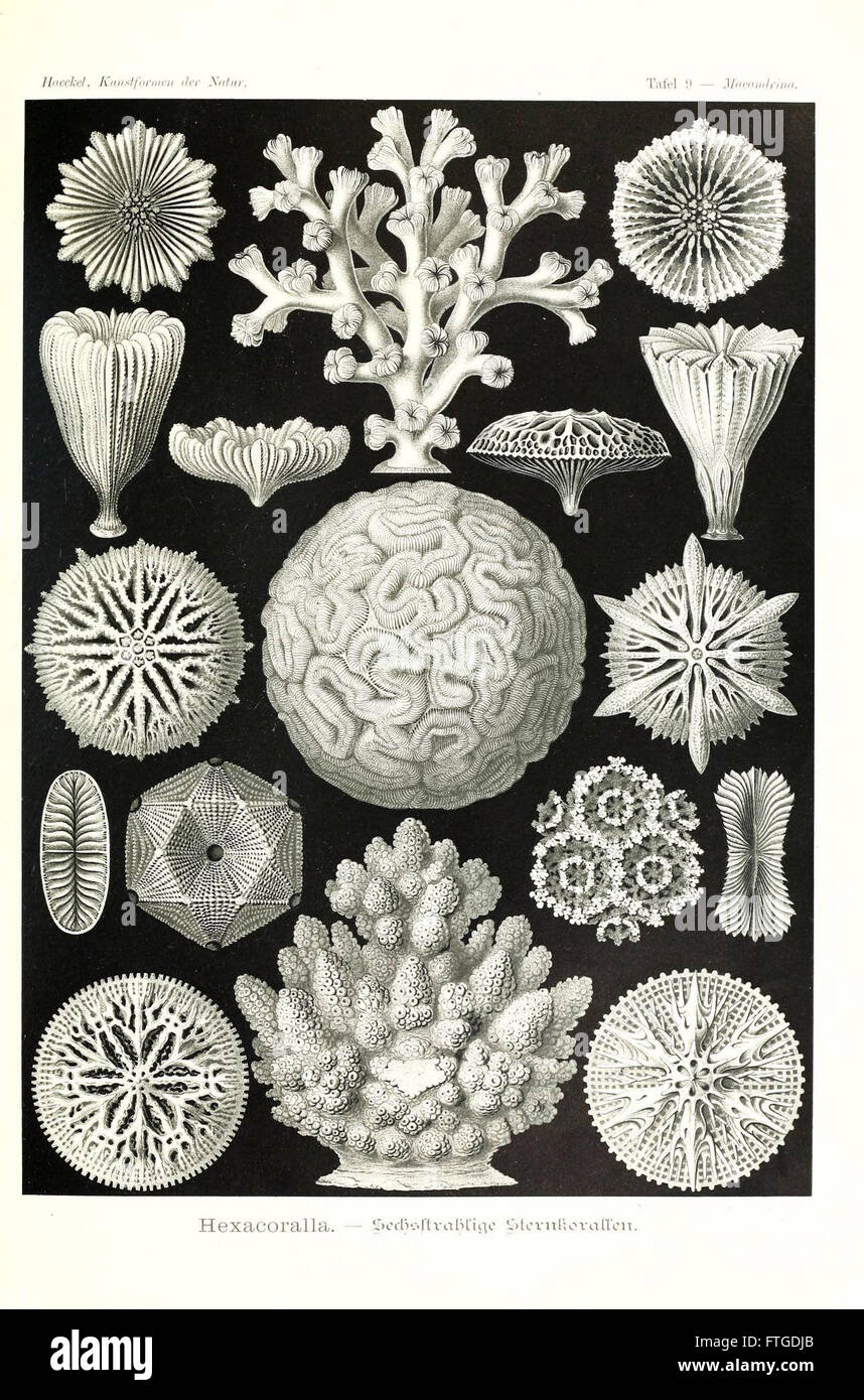 Art ernst haeckel drawings hi-res stock photography and images - Alamy