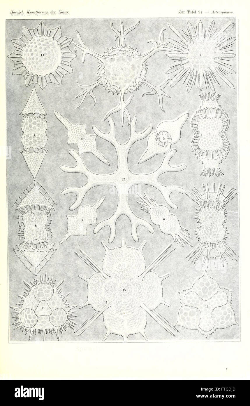 Plate 91 from 'Kunstformen der Natur' (Art Forms of Nature) showcases ...