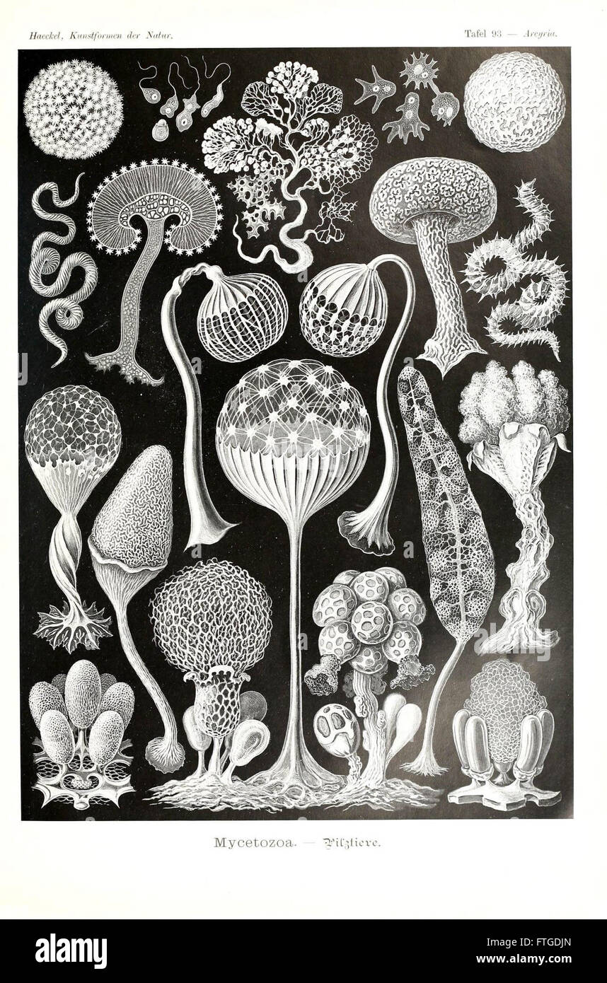 Featuring intricate designs of nature hi-res stock photography and ...
