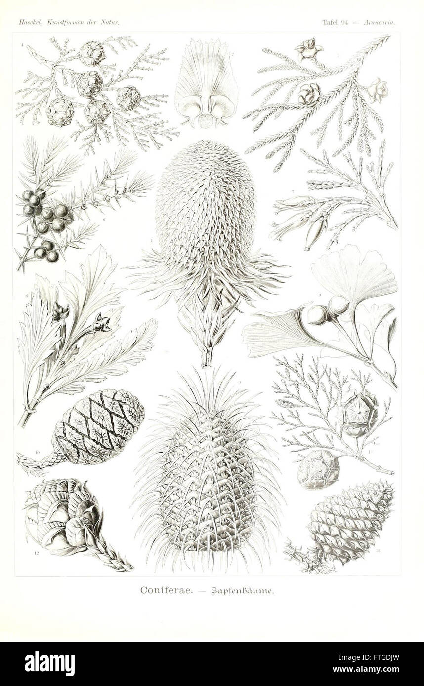 Various biological forms hi-res stock photography and images - Alamy
