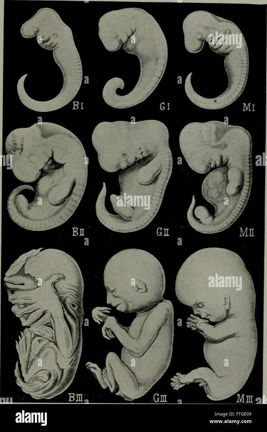 This 1905 work summarizes key concepts of evolution, reflecting on the ...