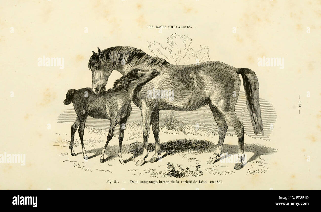 This French text on horse knowledge provides in-depth understanding of ...