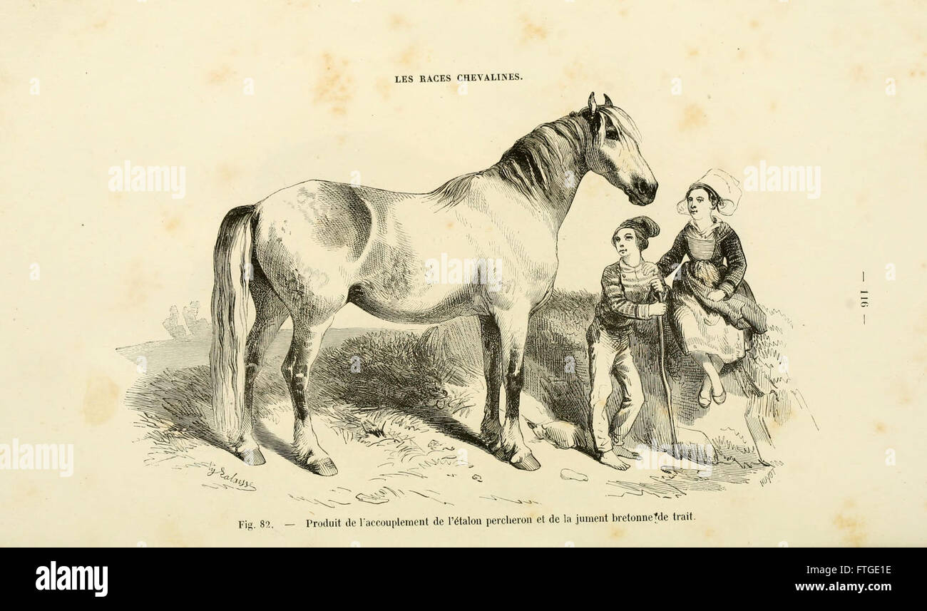 La connaissance générale du cheval (General Knowledge of the Horse ...