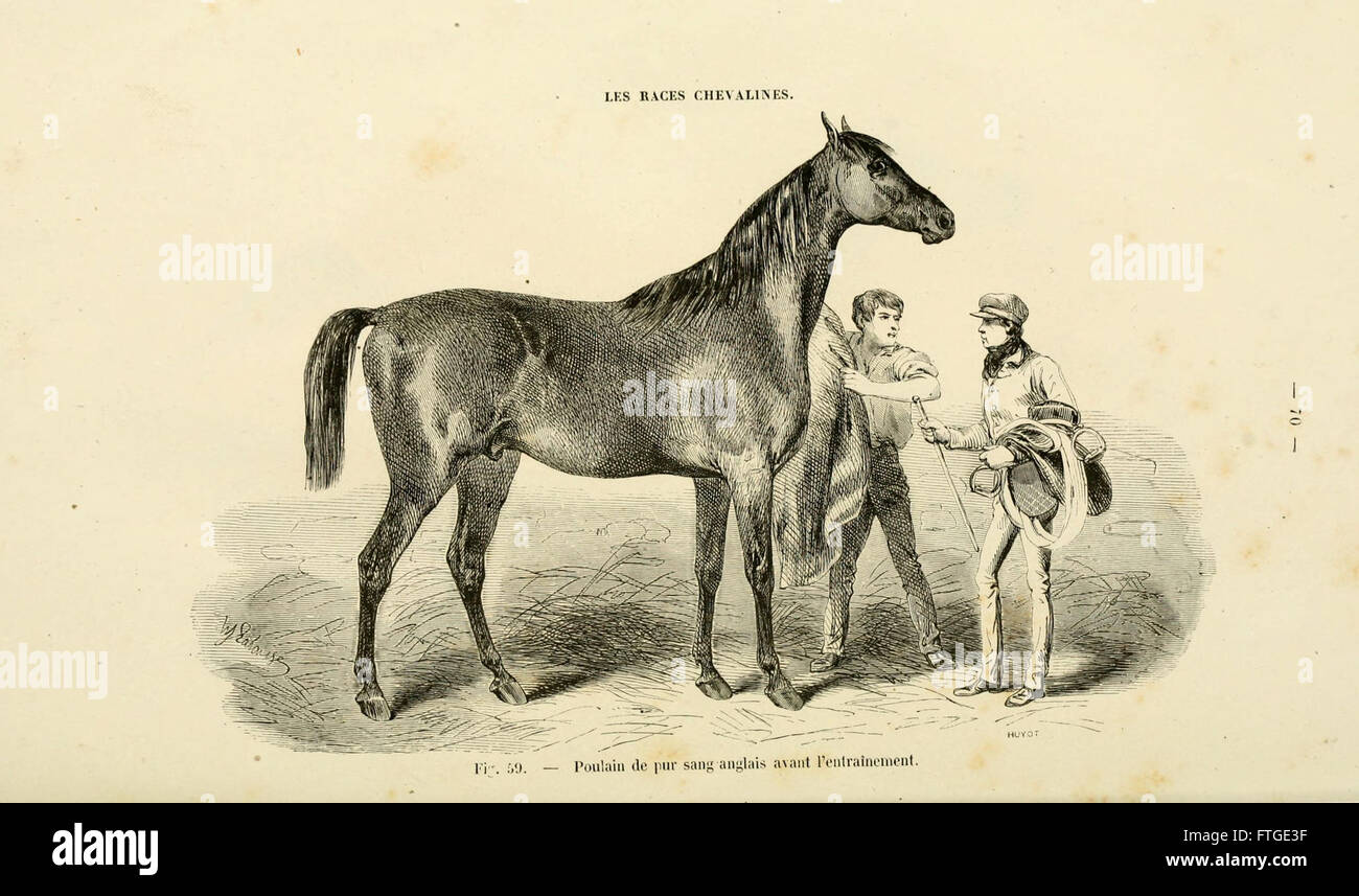 This French text on horse knowledge provides detailed information about ...