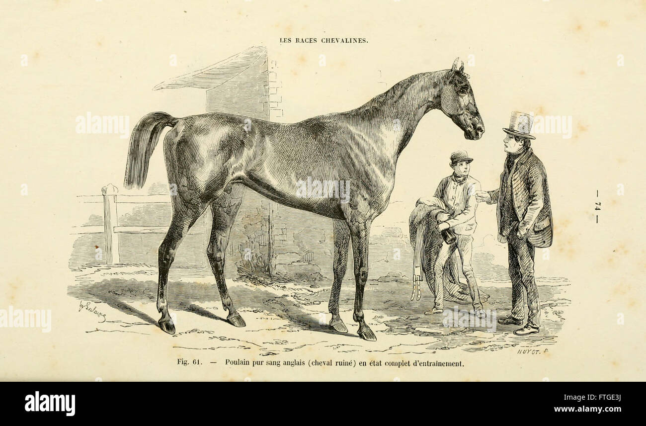 'La connaissance générale du cheval' (The General Knowledge of the ...