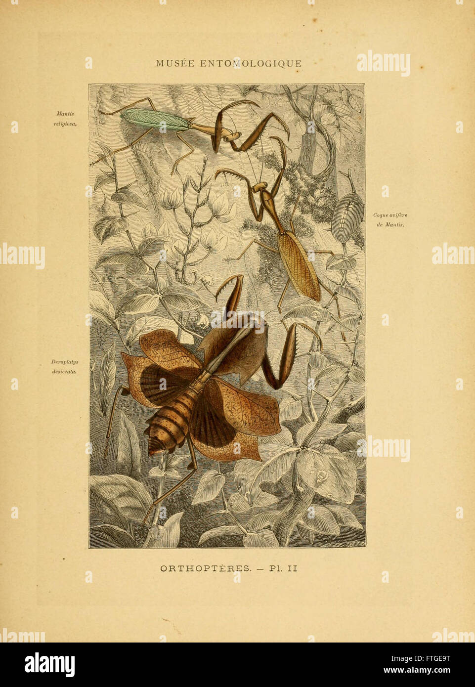A scientific plate from the work 'Les Insectes,' showcasing various ...