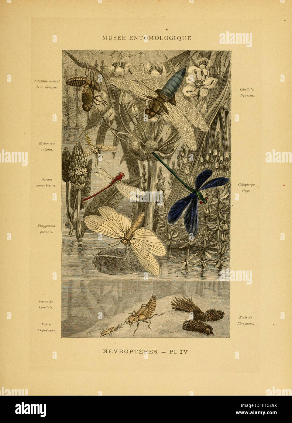 This plate from 'Les Insectes' illustrates various species of insects ...