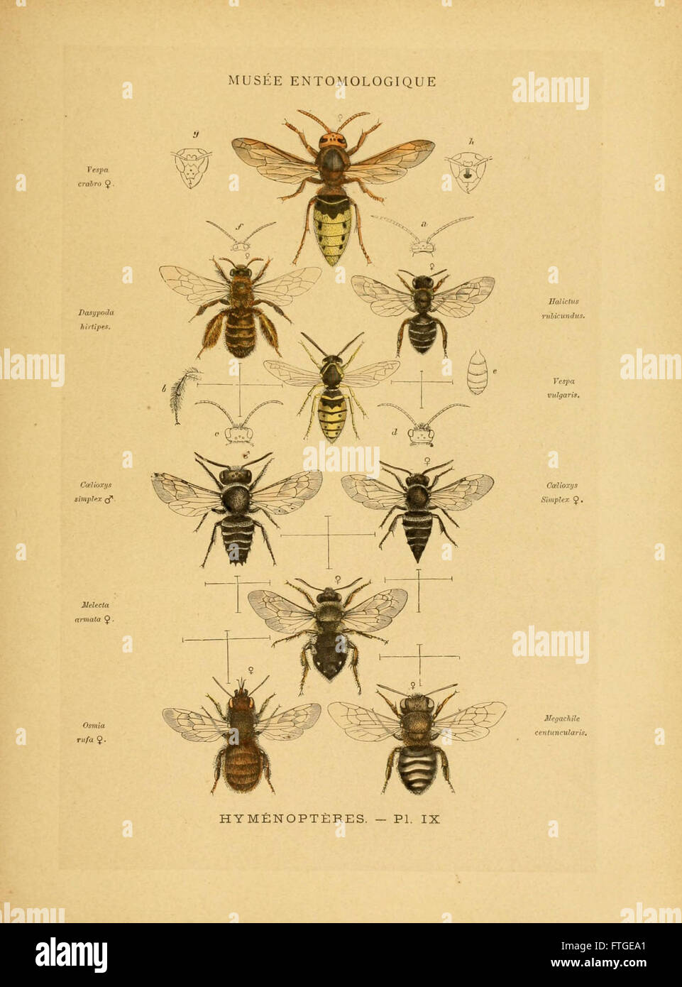 This illustration from 'Les Insectes' (The Insects) focuses on a ...
