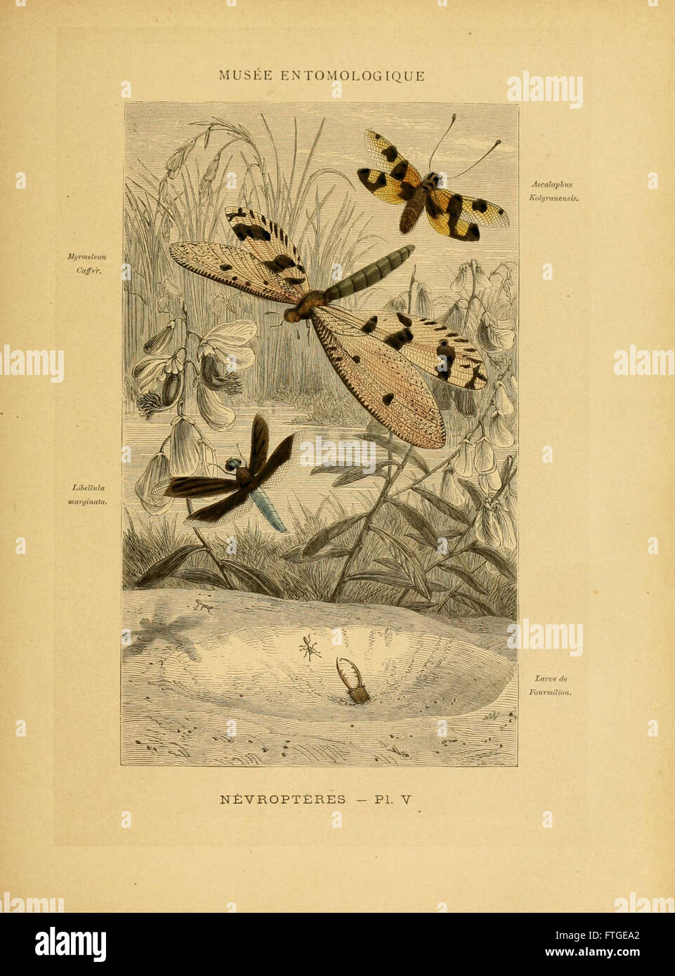 Plate V from 'Les Insectes' illustrates various insect species ...