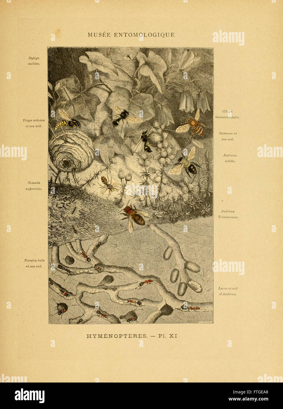 'Les Insectes' (Plate XI) is a detailed illustration of various insect ...