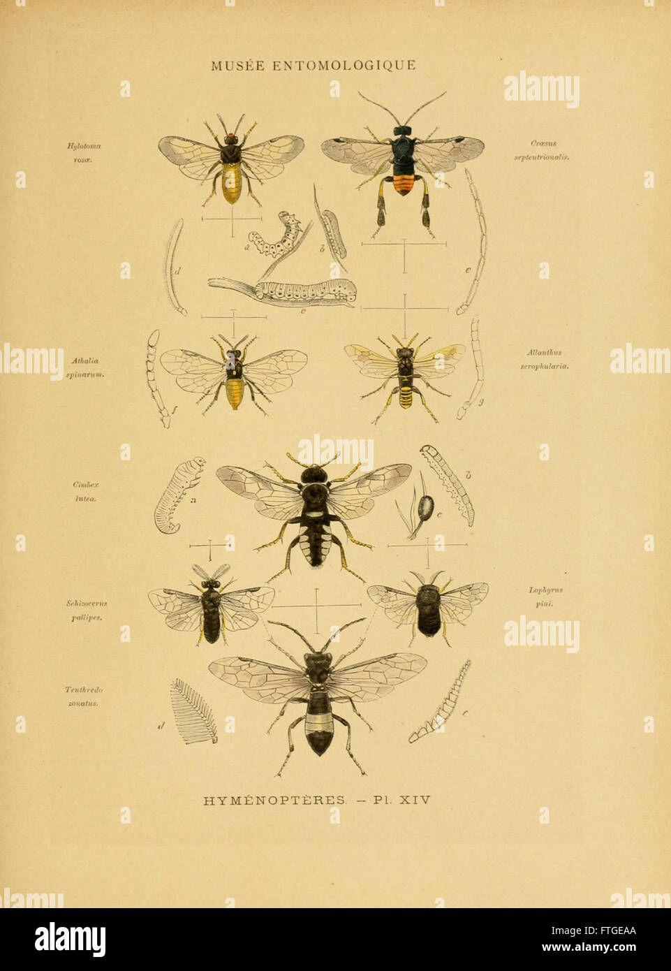 'Les insectes' (Plate XIV) is a detailed illustration or scientific ...